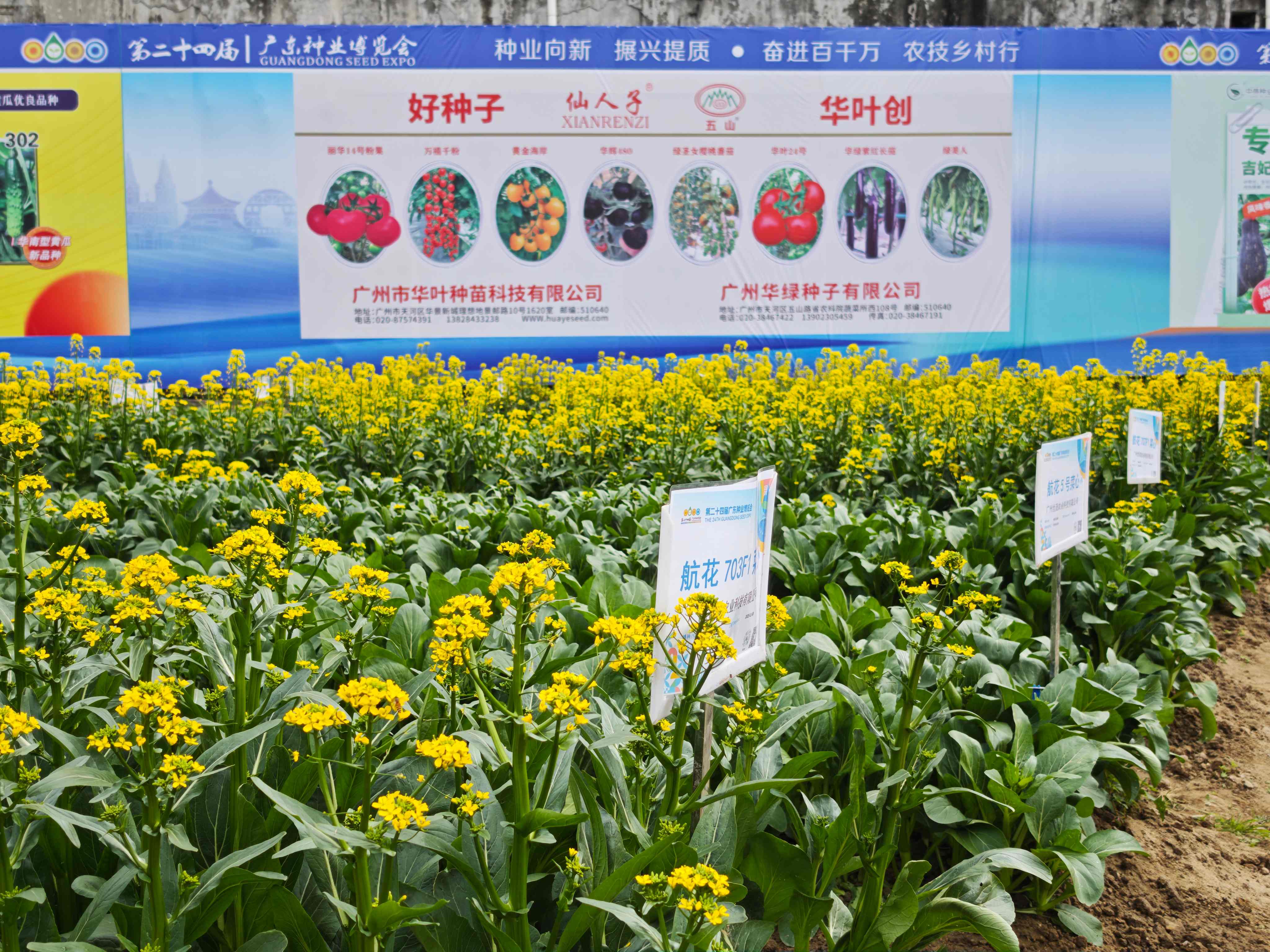 CCM at the 24th Guangzhou Seed Expo: Quality, Tech & Firsthand Seed Intelligence | CCM